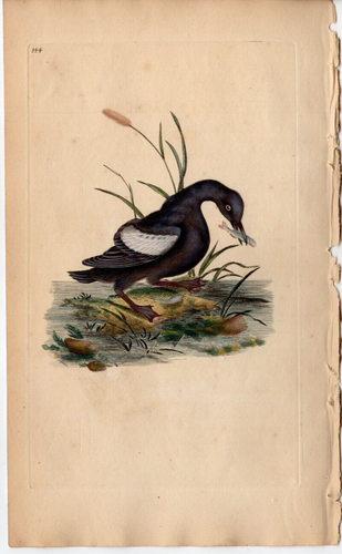 1809 DONOVAN Antique Print, Black guillemot 144 Natural History of ...