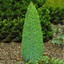 Juniperus communis Compressa | Evergreen Dwarf Conifer | 20-30cm (incl ...