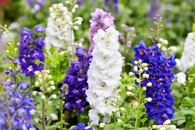100 IMPERIAL ROCKET LARKSPUR SEED MIX |2026 SALE FREE SHIPPING NON GMO ...