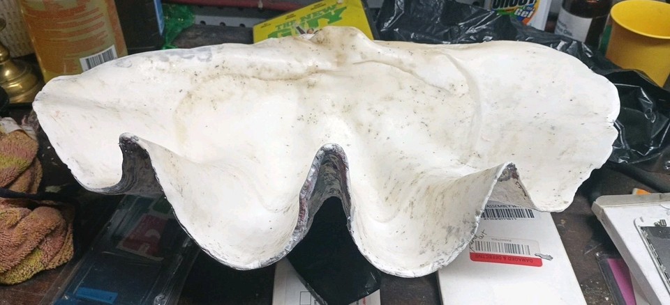Large Genuine Ocean Giant Clam Shell Real Tridacna Gigas 16 x 9” Tiki ...
