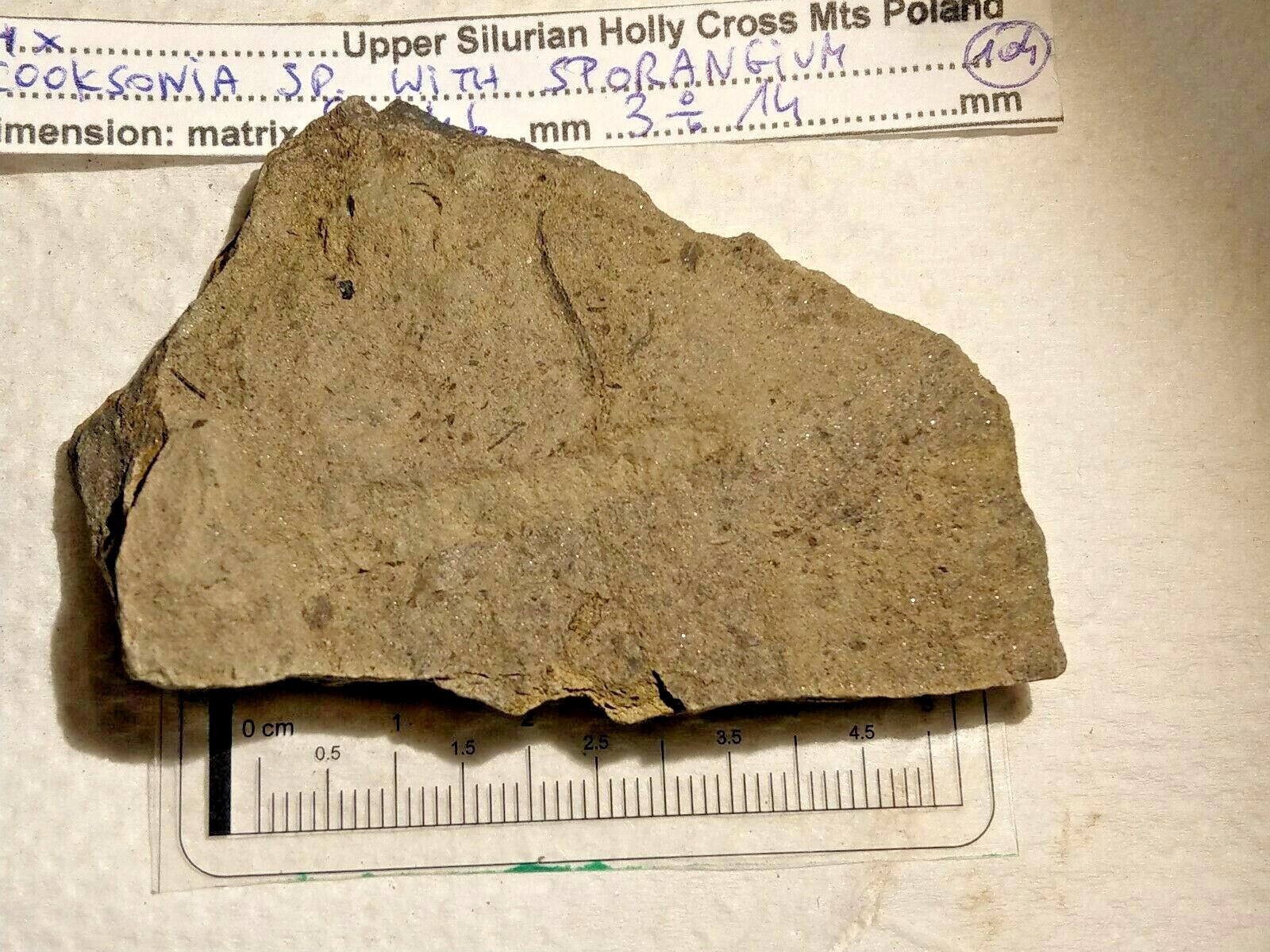 4 x Cooksonia sp. Oldest Silurian fossil first land plant. Super Rare ...