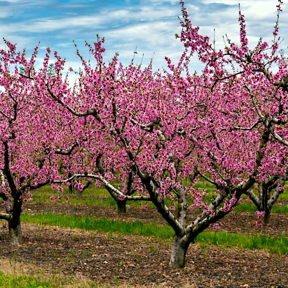 Peach Tree Seeds Dwarf Loring NEMAGUARD (Prunus persica) Fast Hardy ...