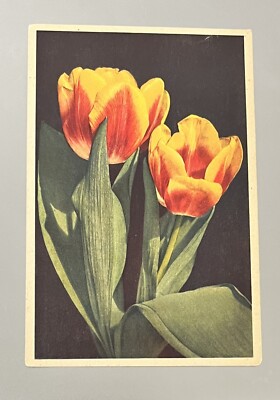 Thor E Gyger No 1065~Orange Darwin Tulips ~ Swiss Vintage Postcard ...