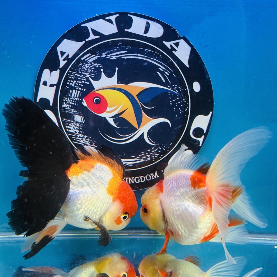 Thai oranda goldfish Two Live Fish ( F + M Pack 2 ) Size 3 + inches | eBay