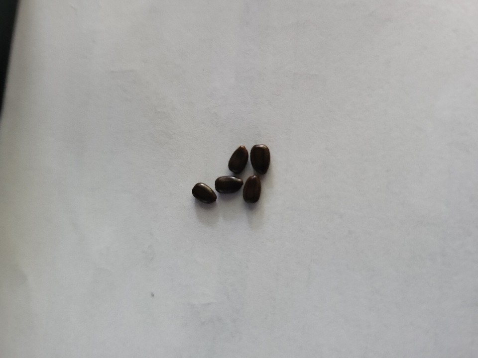 15 Tropical Puff Seeds (Neptunia pubescens) Florida Ecotype | eBay