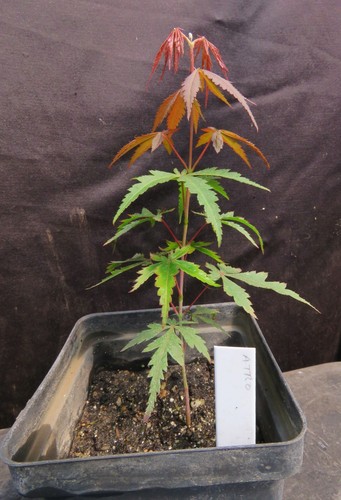 Seed-Grown Acer Palmatum 'Atropurpureum' Japanese Maple Tree 2025 ...