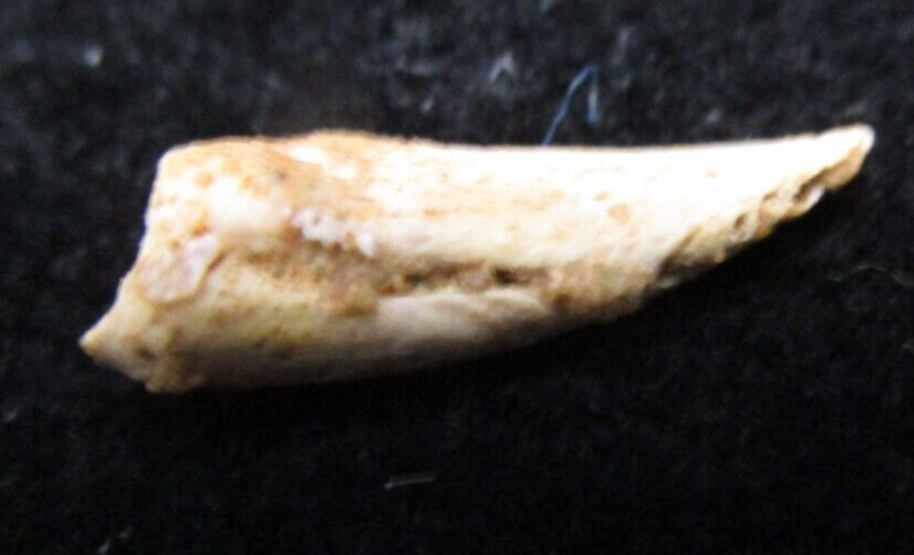 Fossil Cretaceous Raptor Foot Claw Kem Kem Formation Morocco Dinosaur ...