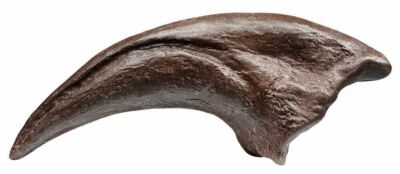Allosaurus Claw Fossil Dinosaur Replica from Master Replicas Group | eBay