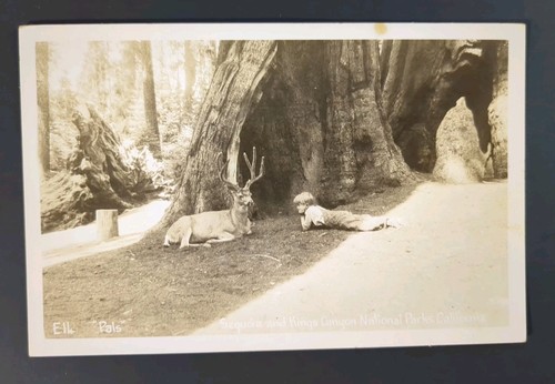 Boy & Elk Sequoia & Kings Canyon National Park California CA RPPC Photo ...