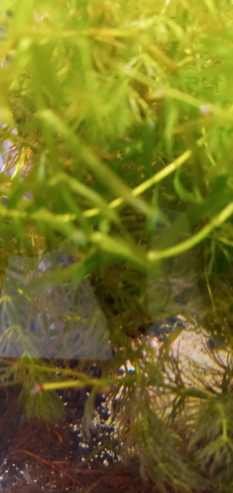Hornwort Coontail long propagated stems 2-3 Stems Live Aquarium Plants ...