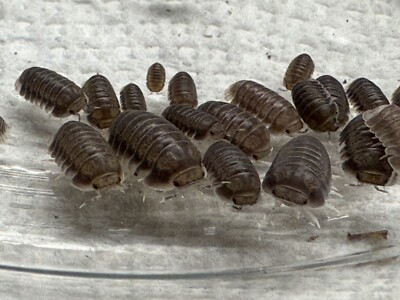20+ BLACK Panda King Isopods~RARE Roly Poly~Pill Bug~Bioactive CUC~LAG ...