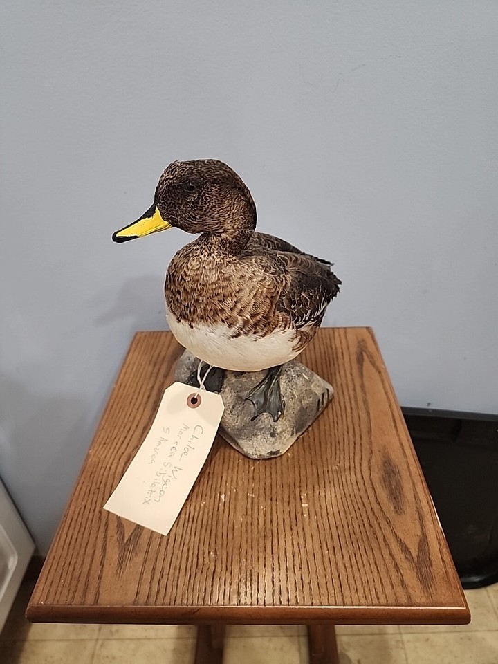 IT57 Domestic Pen Raised Chiloe Wigeon (Mareca Sibilatrix) Bird Mount ...