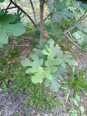 Purple Fig - Deliciously Sweet Figs - Heat Tolerant - 5 Feet Tall | eBay