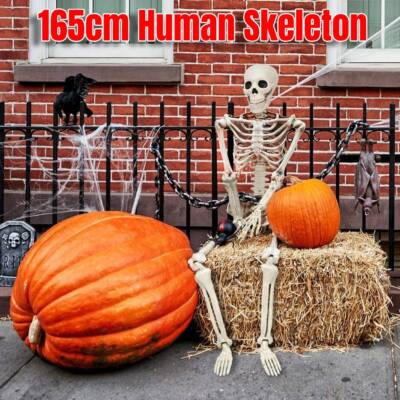 165cm Human Skeleton Life Size Skull Full Body Anatomy Model Halloween ...