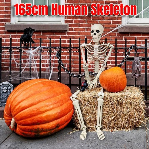 165cm Human Skeleton Life Size Skull Full Body Anatomy Model Halloween ...