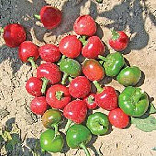 Flat Cherry Hot Peppers Seeds (((25 Seed Packet))) (More Heirloom ...