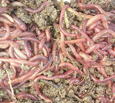 500 live (Hand selected)California Red Worms | eBay