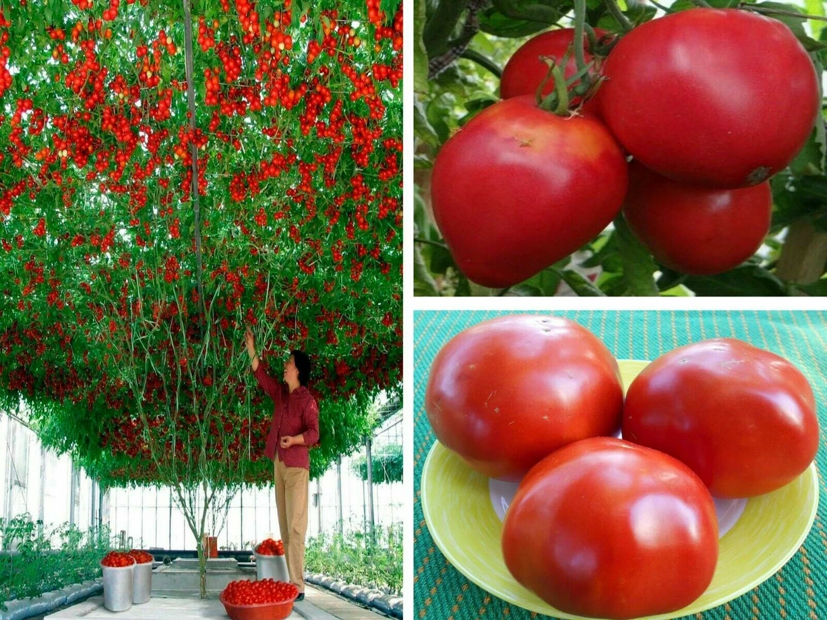 Giant Tomato Tree