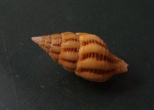 Peristernia Incarnata 25.3 mm F+++/GEM Unusual collectible Specimen WOW! | eBay