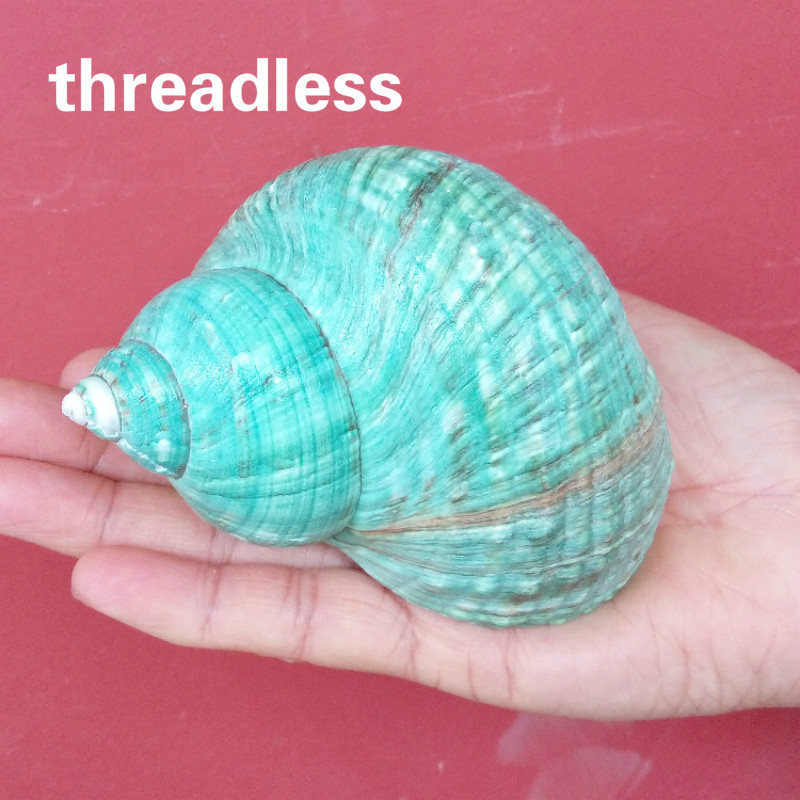 Natural Turban Shell Conch Coral Sea Snail Home Ornament Fish Tank ...