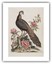 George Edwards : "Peacock Pheasant from China" (c.1747) — Giclee Fine ...