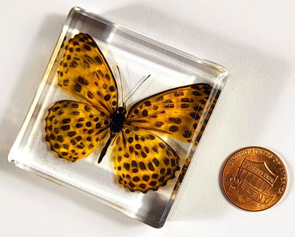 48mm Real Spotted Leopard Butterfly in Clear Lucite Preserved Timelaea ...