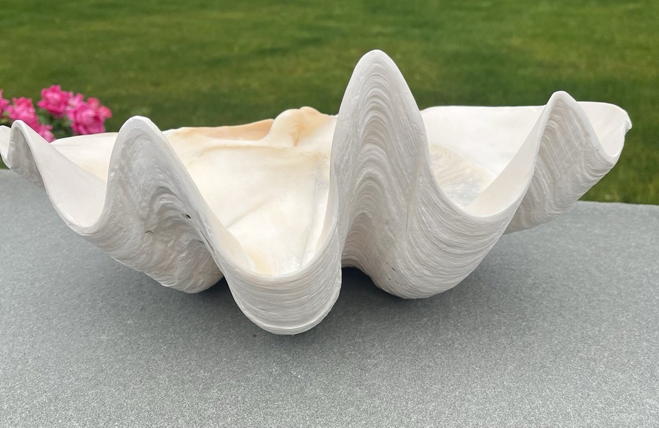 Beautiful Large Natural Clam Shell Tridacna Gigas 15.5" X 11" X 7 ...