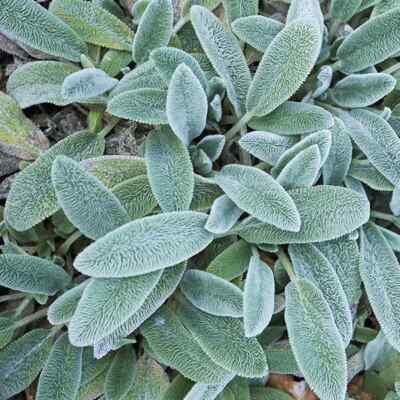 STACHYS 'HELENE VON STEIN' SOFT & FUZZY GROUND COVER HARDY PERENNIAL ...