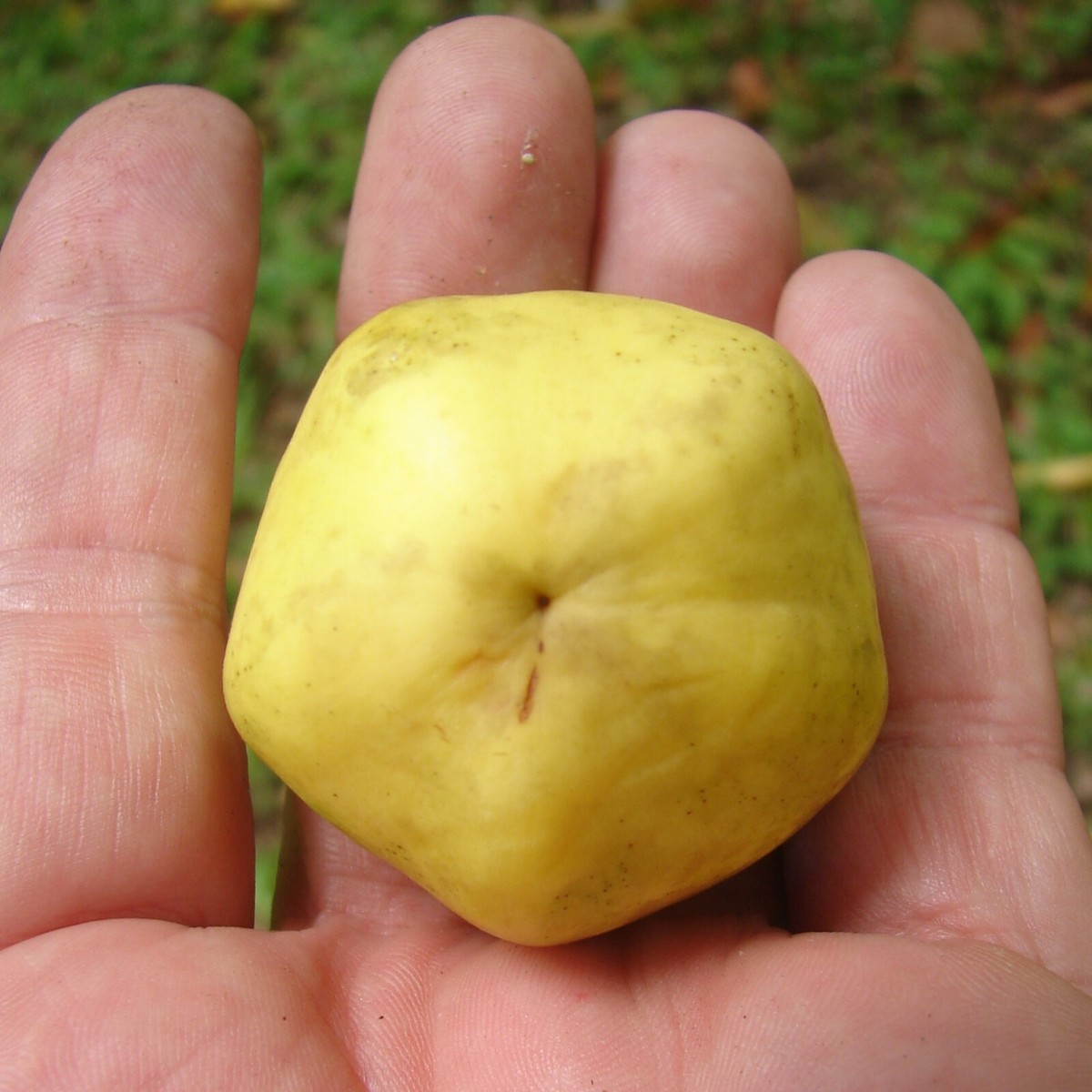 Yellow Star Apple
