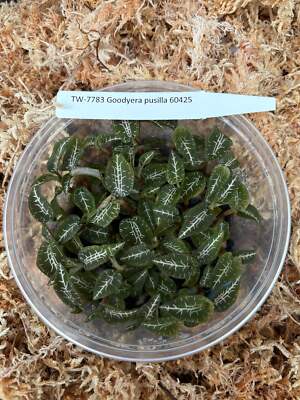 FLASK Goodyera pusilla JEWEL ORCHID | eBay