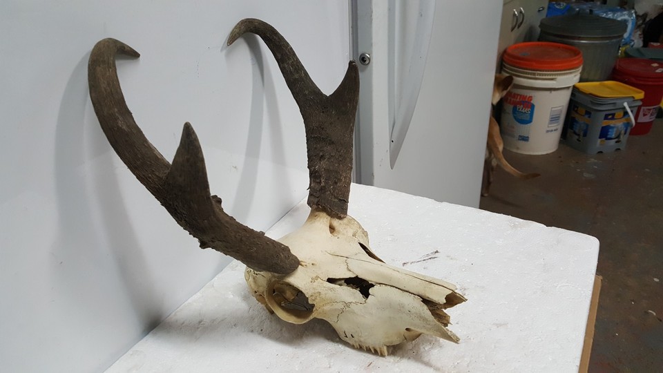 Winter Kill TYPICAL PRONGHORN ANTELOPE SKULL antlers whitetail mule elk ...