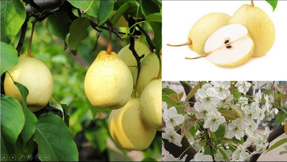 2 large plants of Asian Pear (Pyrus × bretschneideri, Yali, 鸭梨), for ...