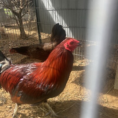 Livestock Supplies - Gamefowl