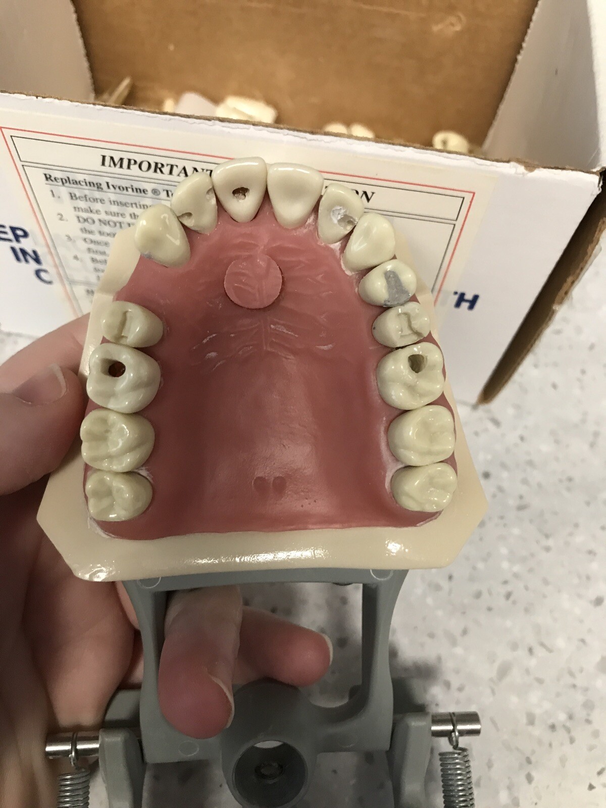 Columbia Dental Typodont Model with Removable Teeth R861 | eBay