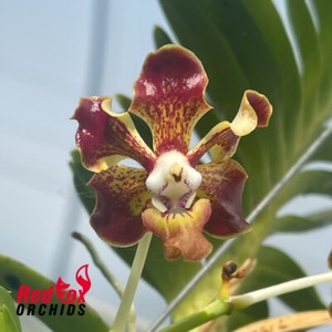 redfoxorchids | eBay Stores