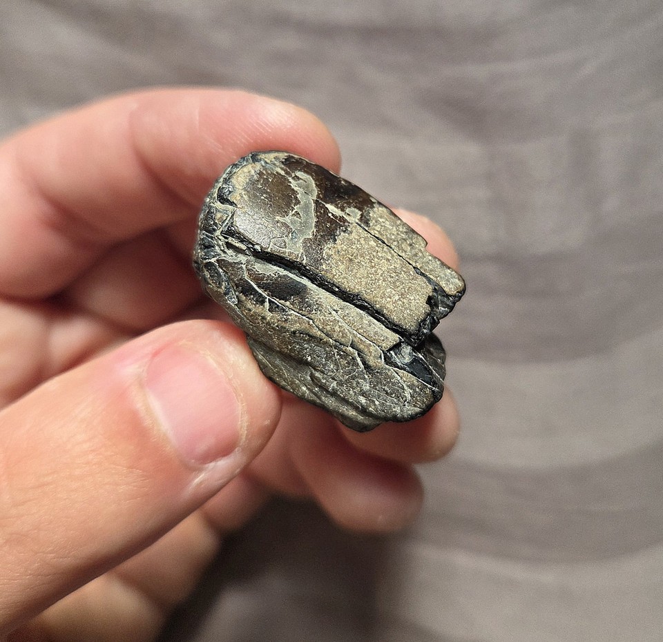 Ultra Rare Thick Pliosaur Tooth Fossil From The Uk Sea Tyrannosaurus ...
