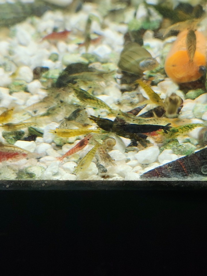 60+ Neocaridina Cherry Shrimp Culls Mostly Wild Type Brown Fast Free 2 ...