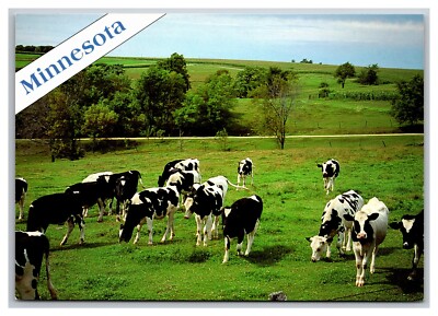 Minnesota Holstein Cows Field Farm Landscape View 4.25x5.9 Size Unp ...