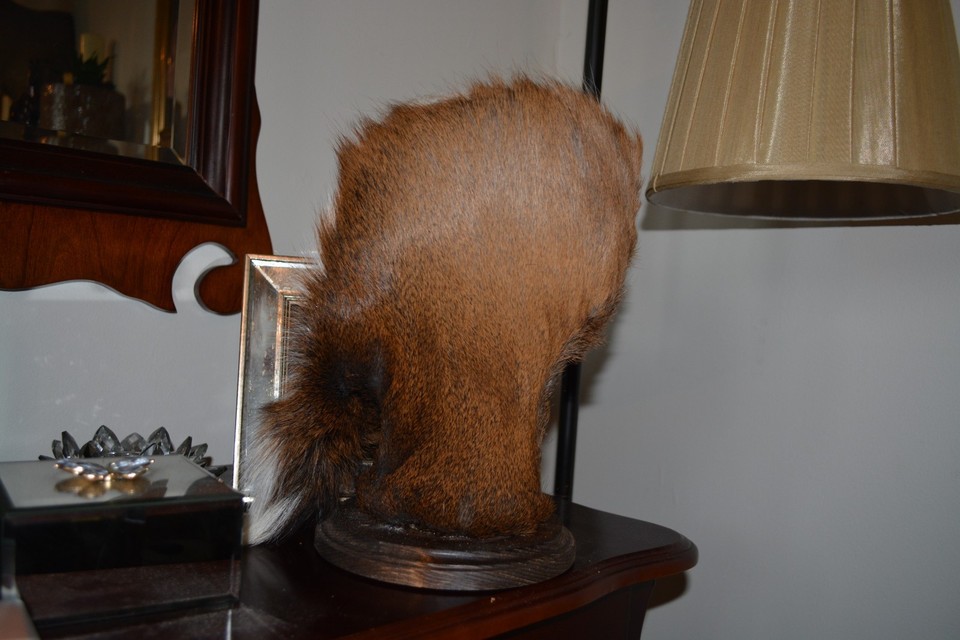 Taxidermy Swamp Booger/Assquatch | eBay