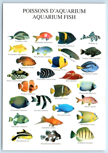 Poissons d'Aquarium - Aquarium Fish - FRANCE 4x6 Postcard | eBay