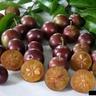 Flacourtia indica, Ramontchi, Governor’s Plum Fruit Tropical Plant - 10 ...