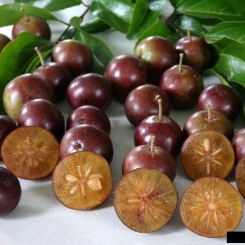 Flacourtia indica, Ramontchi, Governor’s Plum Fruit Tropical Plant - 10 ...
