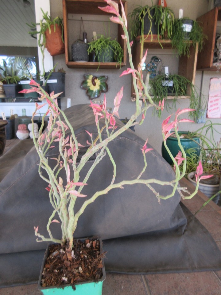 Devil's Backbone Pedilanthus Tithymaloides 5 rooted Zig Zag Redbird ...