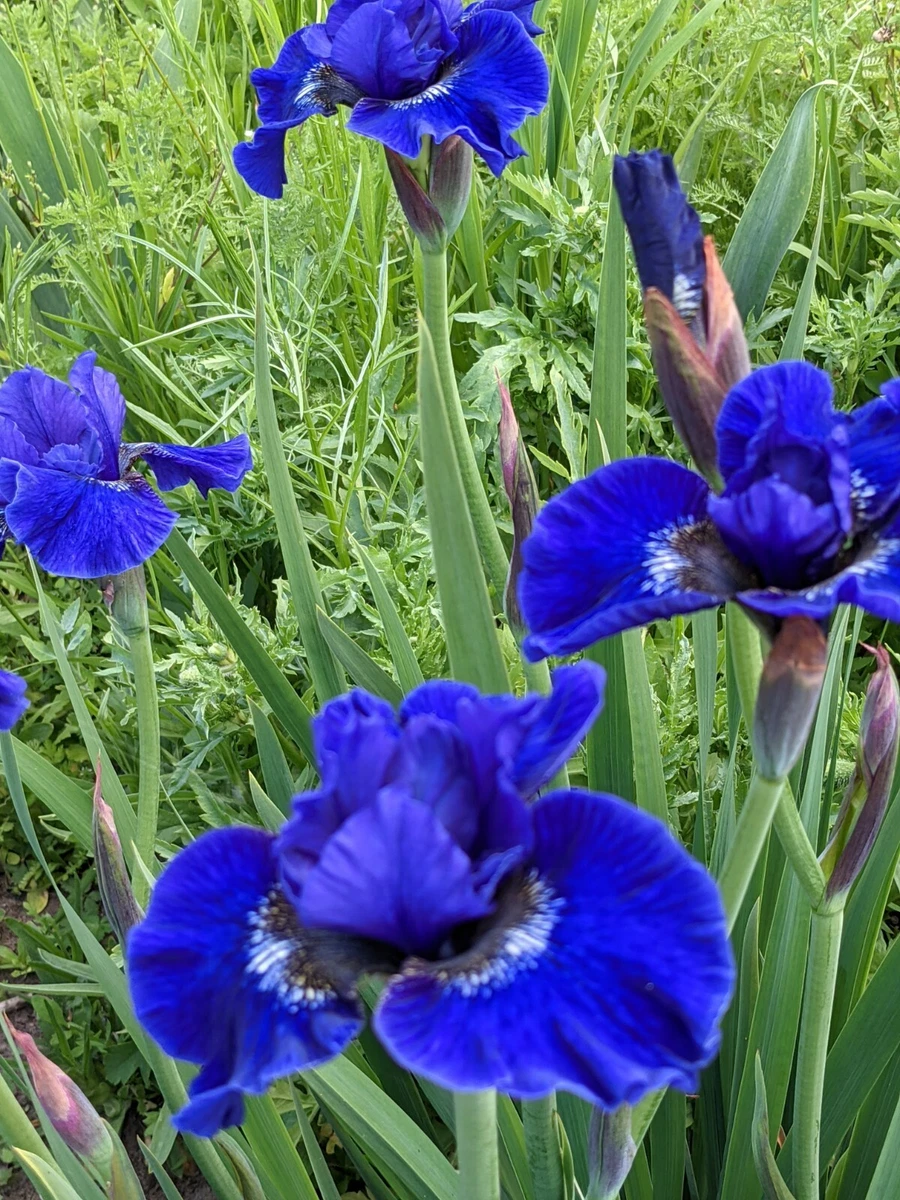 Blue Bearded Iris Flower