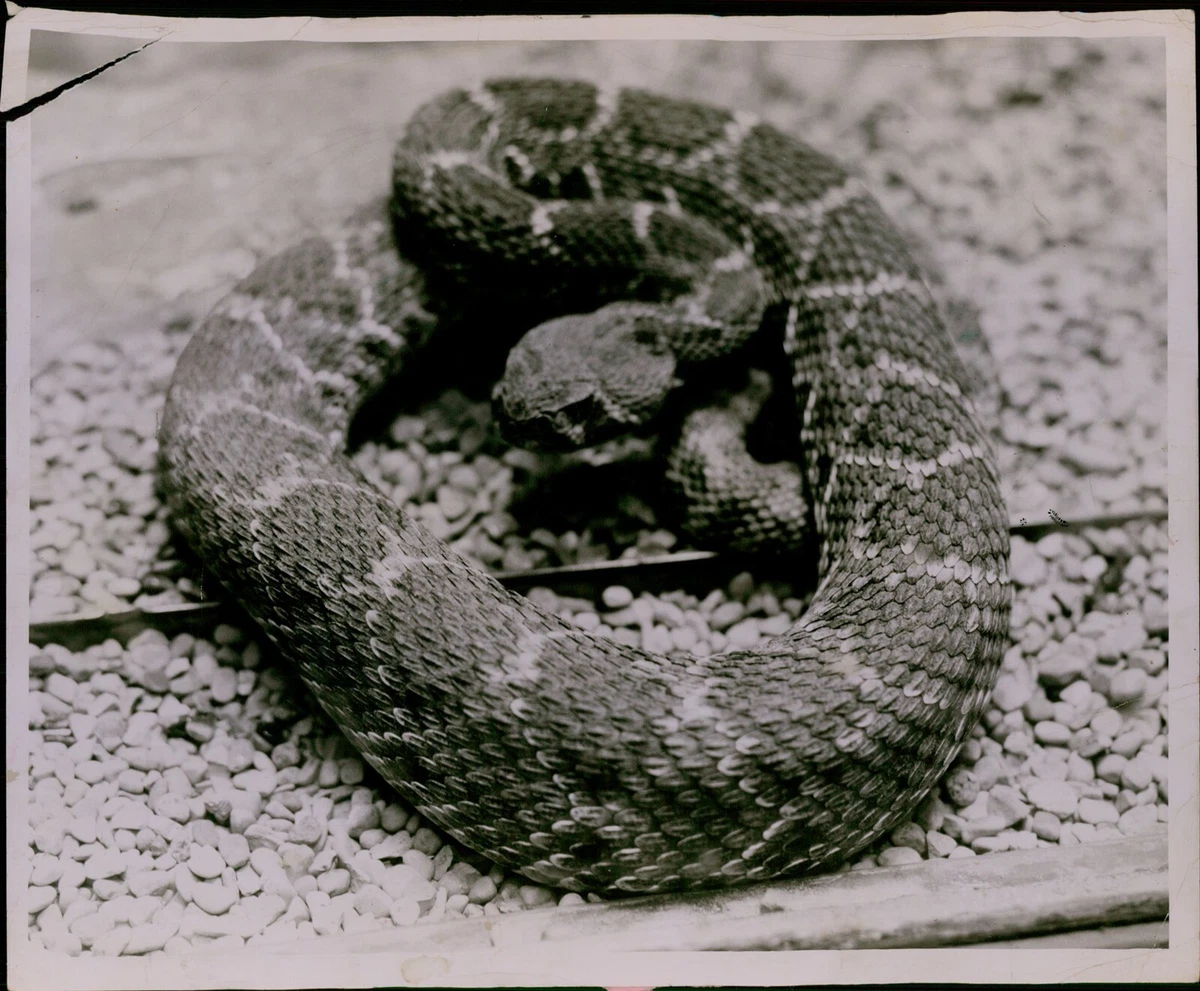 Brookfield Zoo Reptile House