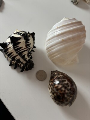 Cypraea Tigris Cowrie Seashell, Black stripe conch, And Tonna dolium ...