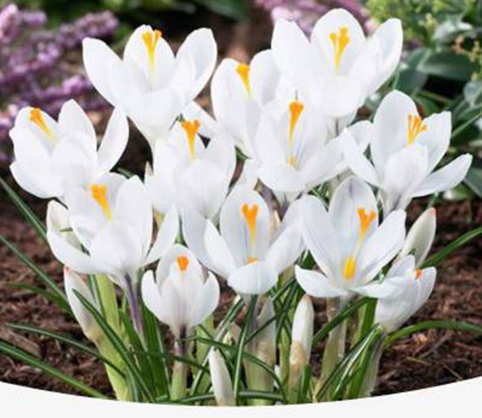 20 EXOTIC RARE CROCUS SEEDS for garden flower beds plant bush USA ...