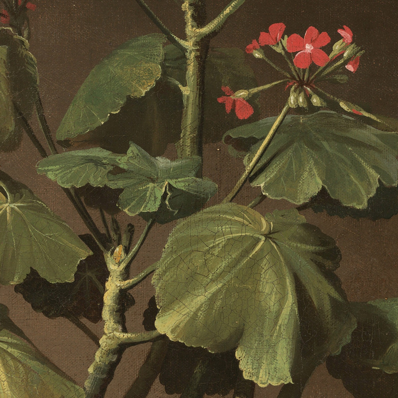 34W"x38H" RUBENS PEALE with GERANIUM 1801 by REMBRANDT PEALE - CHOICES ...