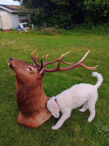 Massive 6x5 Roosevelt full Bull Elk Shoulder Mount | eBay