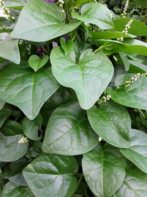 90+ Organic Green Stem Malabar Spinach Alugbati Mong Toi Poi Sang ...